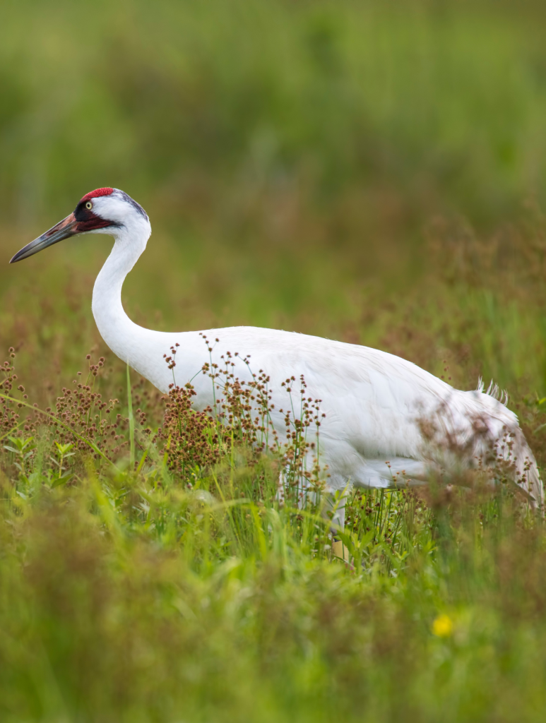 From Alberta's Prairies to Wisconsin's Wetlands: Cross-Border ...